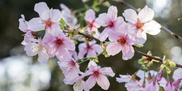 Featured Experiences – Golden Door